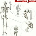 5.4 Ft/165 Cm Halloween Skeleton Full Body Life Size Human Bone Movable ...