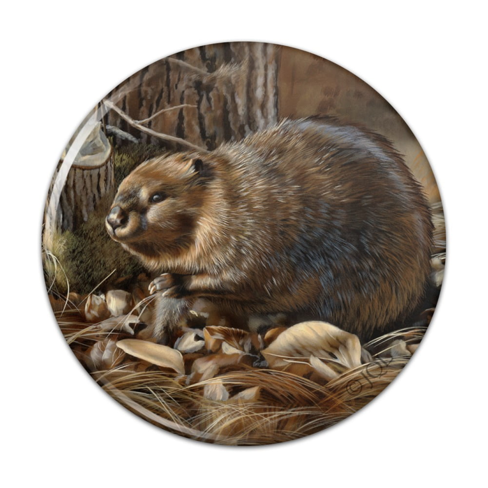 Beaver Being Busy Pinback Button Pin - Walmart.com