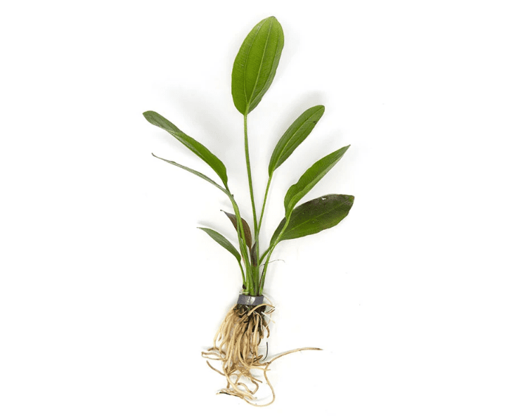 Melon Sword (Echinodorus Osiris) Small Live Aquarium Plants BUY2 GET1 ...