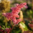 Astilbe japonica–Rheinland–Vibrant pink blooms 1 Gallon - Walmart.com