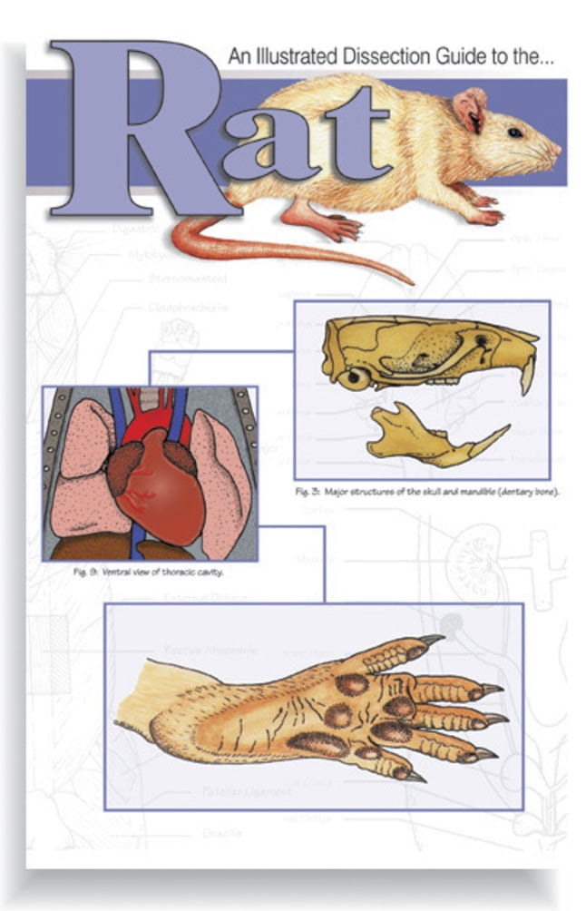 Frey Scientific Mini-Guide to Rat Dissection - Walmart.com