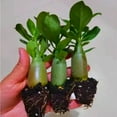Desert Rose Planting Bulbs,Ornamental,Perennial Herbs,Simple planting ...
