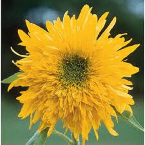 25 Gypsy Charmer Sunflower Seeds Flowers Seed Flower Perennial Sun ...