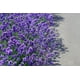 20 DWARF MUNSTEAD LAVENDER Blue English Lavandula Angustifolia Munstead ...
