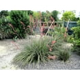 25 RED YUCCA Hesperaloe Parviflora aka Hummingbird, Coral, & Texas ...