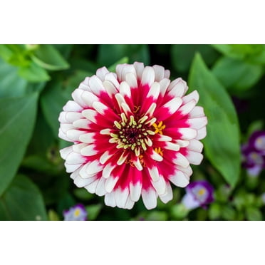 50 CAROUSEL MIX ZINNIA Elegans Carrousel Whirligig Mixed Colors Bicolor ...