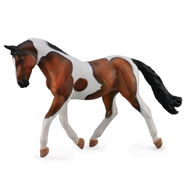 American Pinto Horse