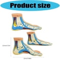 3PCS Professional Foot Structure Demonstrators Tool Life Size Foot ...