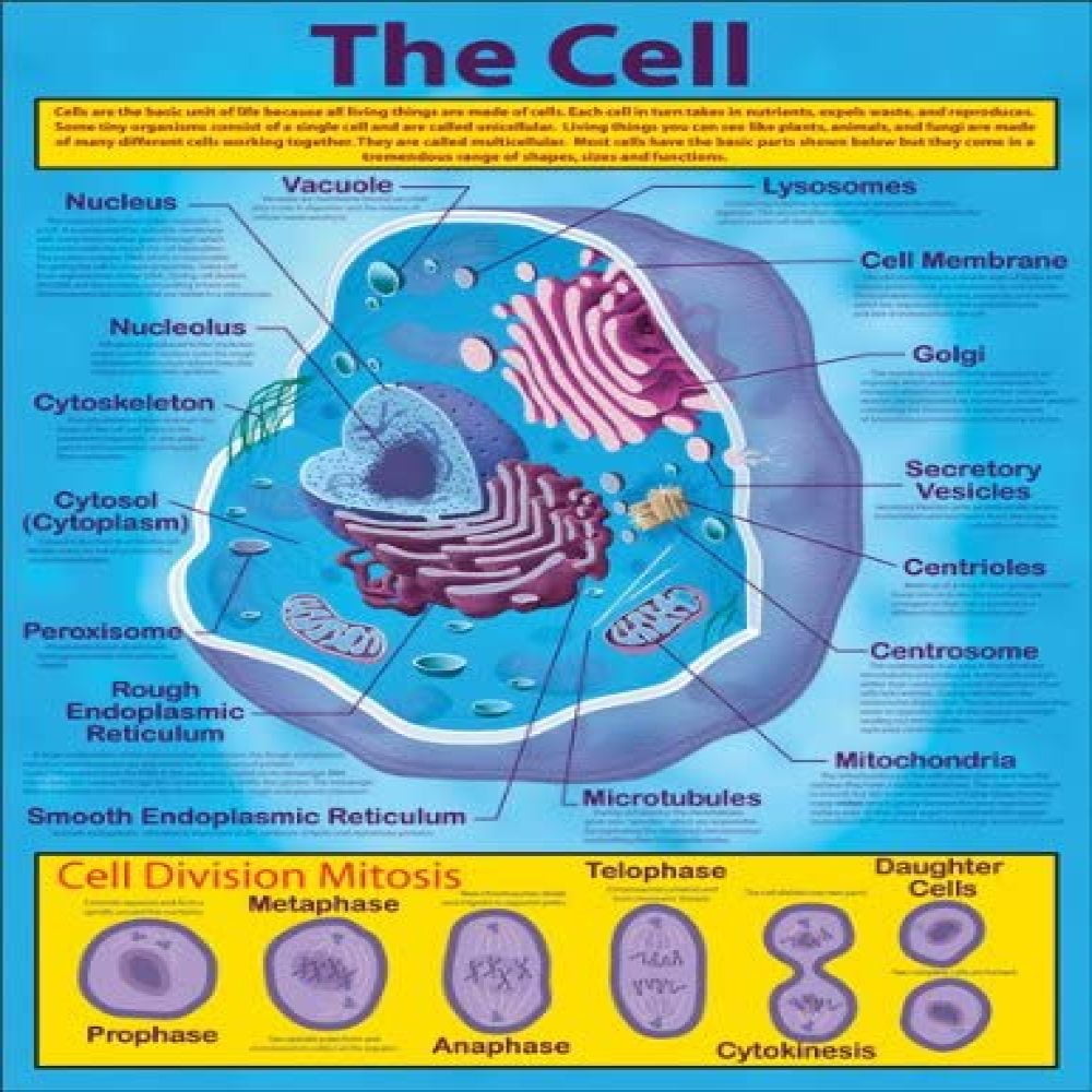 The Cell Chart Cd 414019 Carson Dellosa Chartsscience Porn Sex Picture