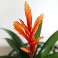 Just Add Ice 15" Tall Orange Vriesea Bromeliad Live Plant in 5" Moss ...