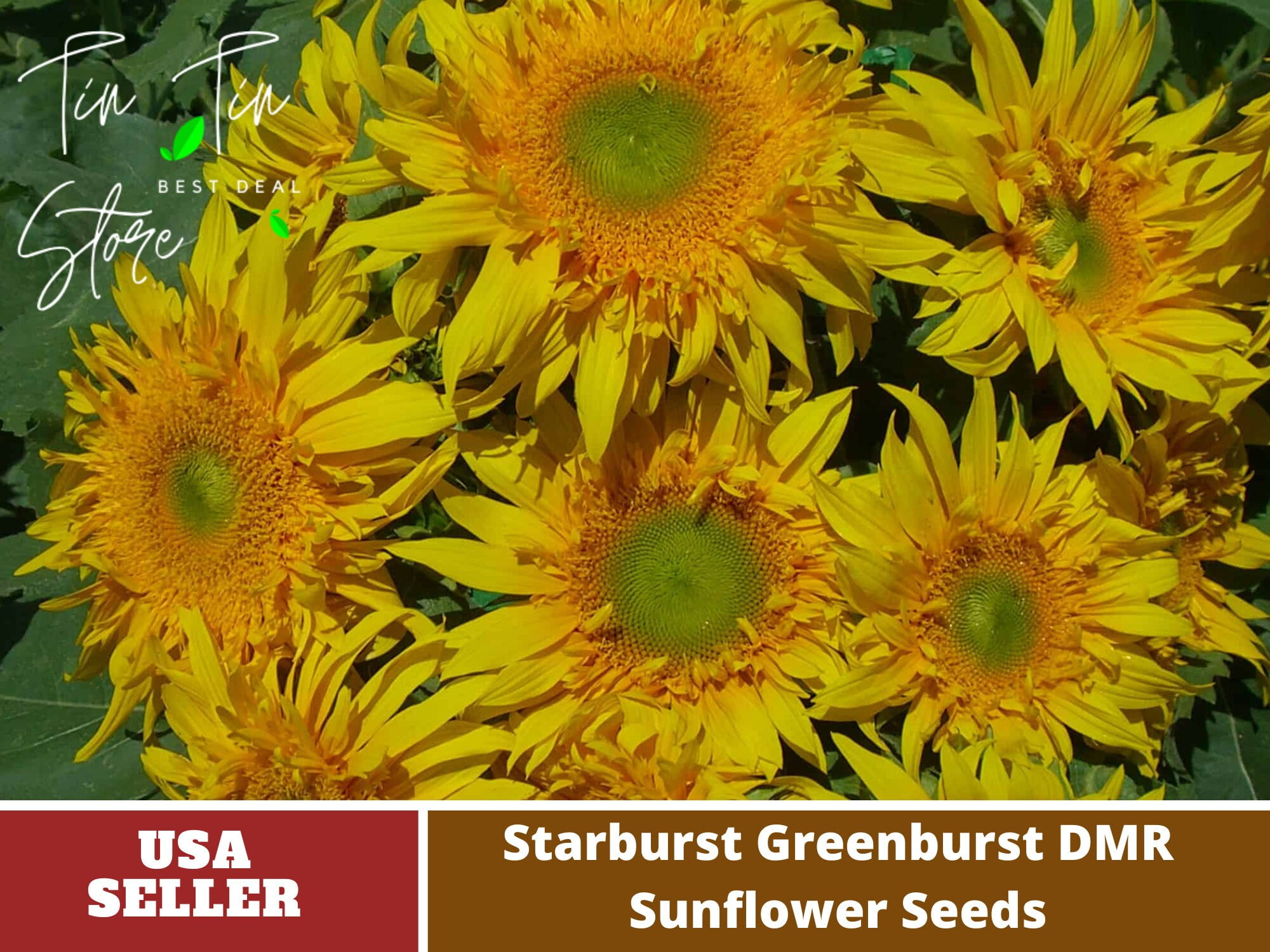 25+ Seeds| Starburst Greenburst Sunflower Seed#E024-Authentic Seeds ...