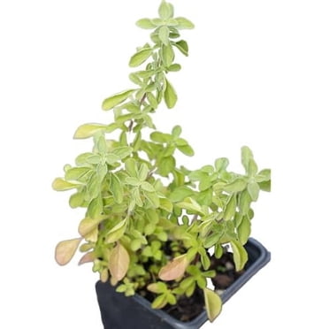 Smoke Camp CRAFTS Greek Oregano Plant, Origanum vulgare, 2.5 Inch Pot ...