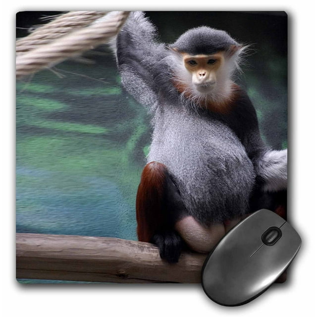 3dRose Douc Langur Monkey, Mouse Pad, 8 by 8 inches - Walmart.com