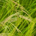 Outsidepride Teff Annual Pasture Grass Seeds, 50 lb - for Cattle ...