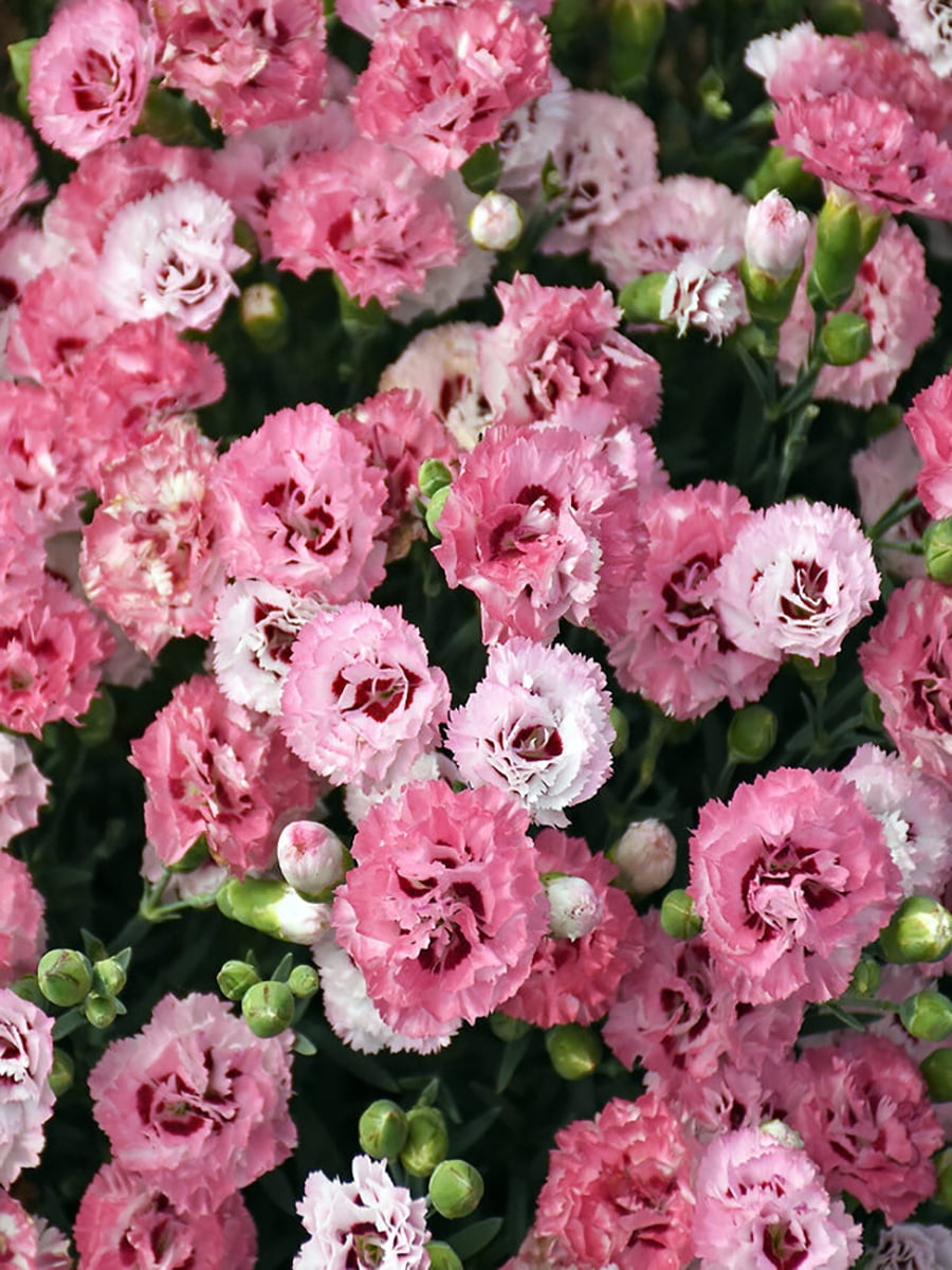 Dianthus Pretty Poppers™ Cute as a Button - Great for Borders - Quart ...