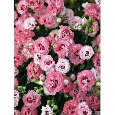 Pink Magic Dianthus - Multiple Pink Shades - 4" Pot - Walmart.com