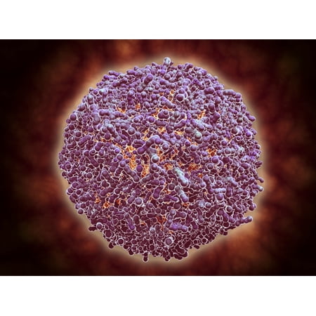 Microscopic view of Sindbis virus (SINV). SINV is a mosquito-borne ...