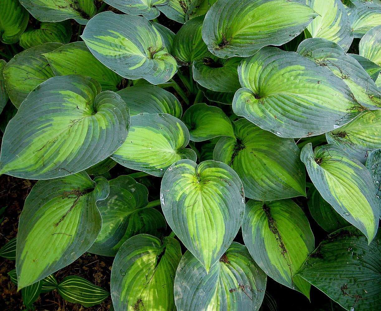 June Hosta - Hosta of the Year 2001 - Blue/Green Edges - Gallon Pot ...