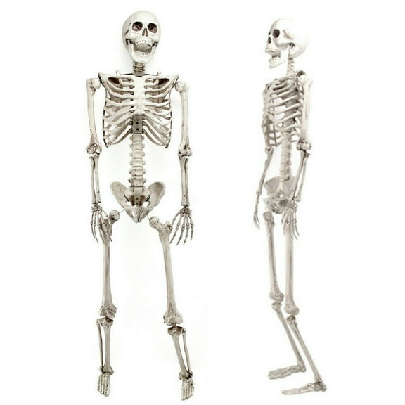 Posable Skeleton