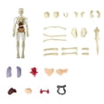 3D Human Body Torso Model Anatomy Model Skeleton,Human Body Model ...