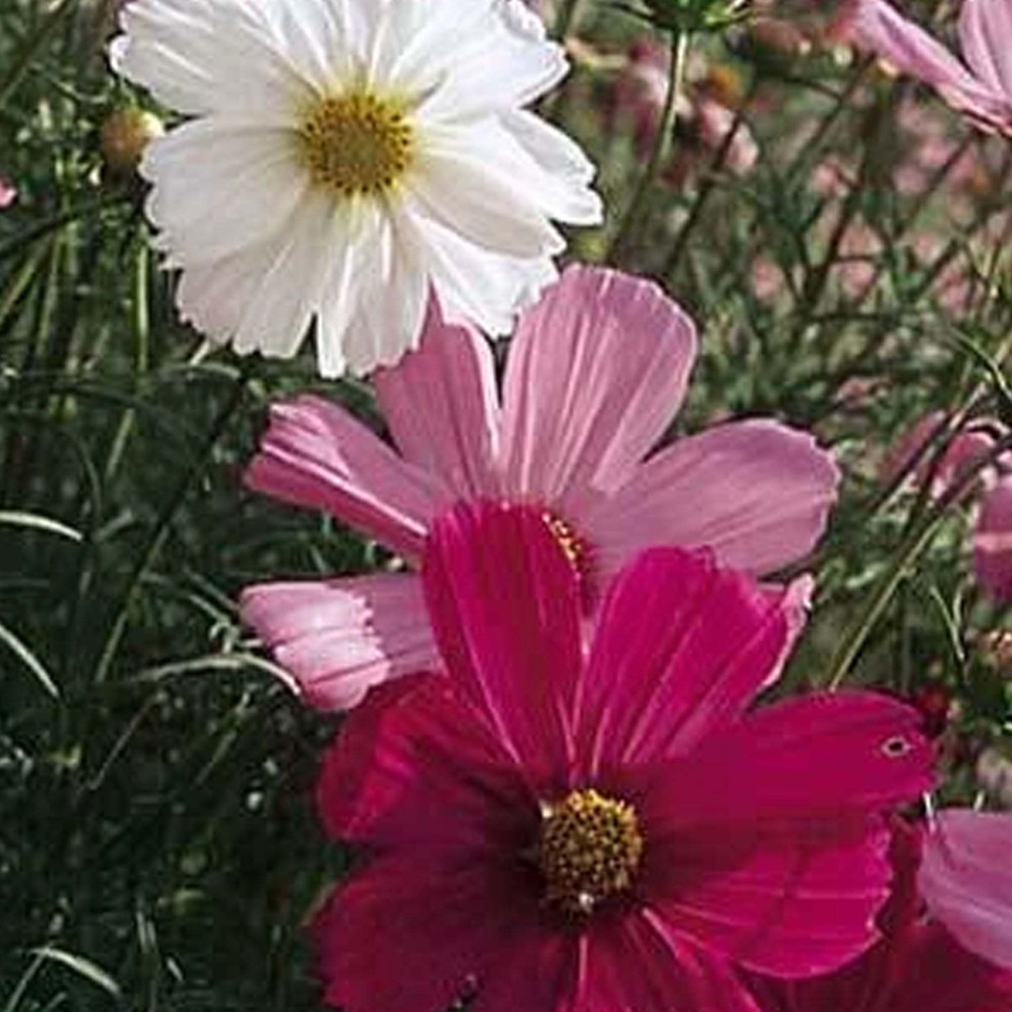 Cosmos Sensation Mix - 1,500 mg ~225 Seeds - Annual Flower Garden Seeds ...