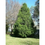 Southern Red Cedar Tree - 10 Live Juniperus virginiana Silicicola ...