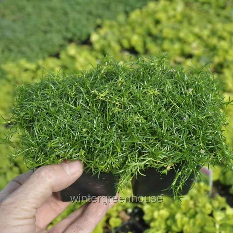 Scotch Moss Ground Cover