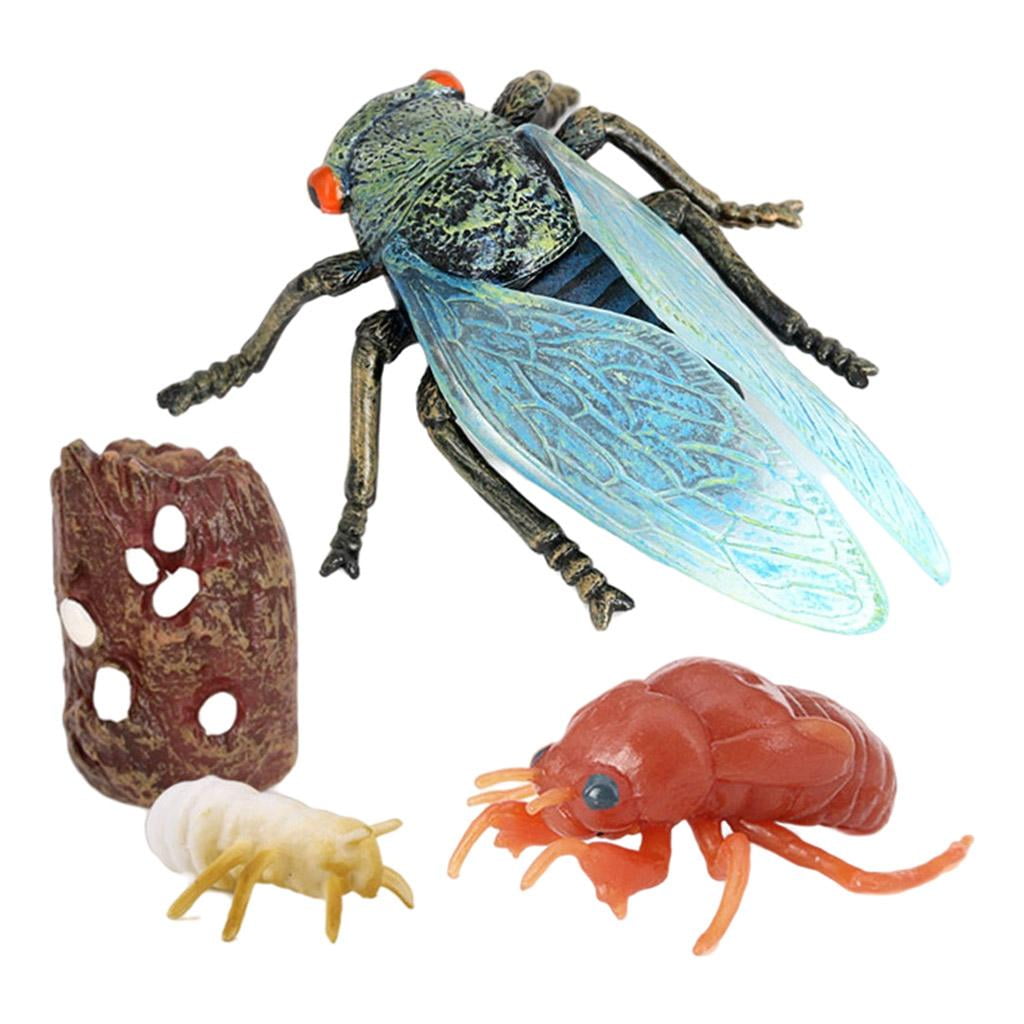Cicada Life Cycle For Kids Diagram