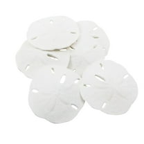 Nautical Crush Trading Real Sand Dollar Set of 6 (2.5" - 3") for ...