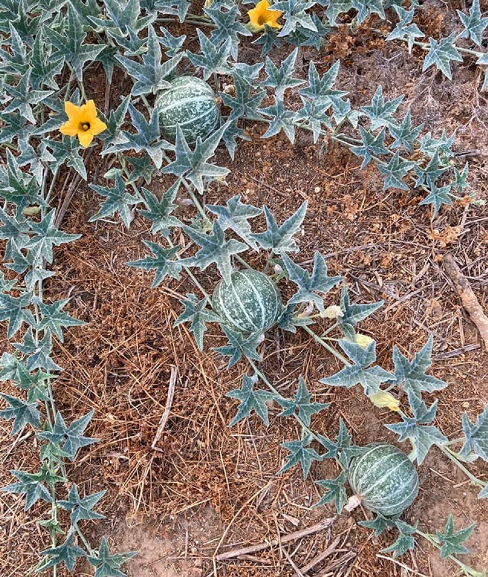 10 Rare Silver Fox Melon Seeds - Bright Striped Melon, Compact Vines ...