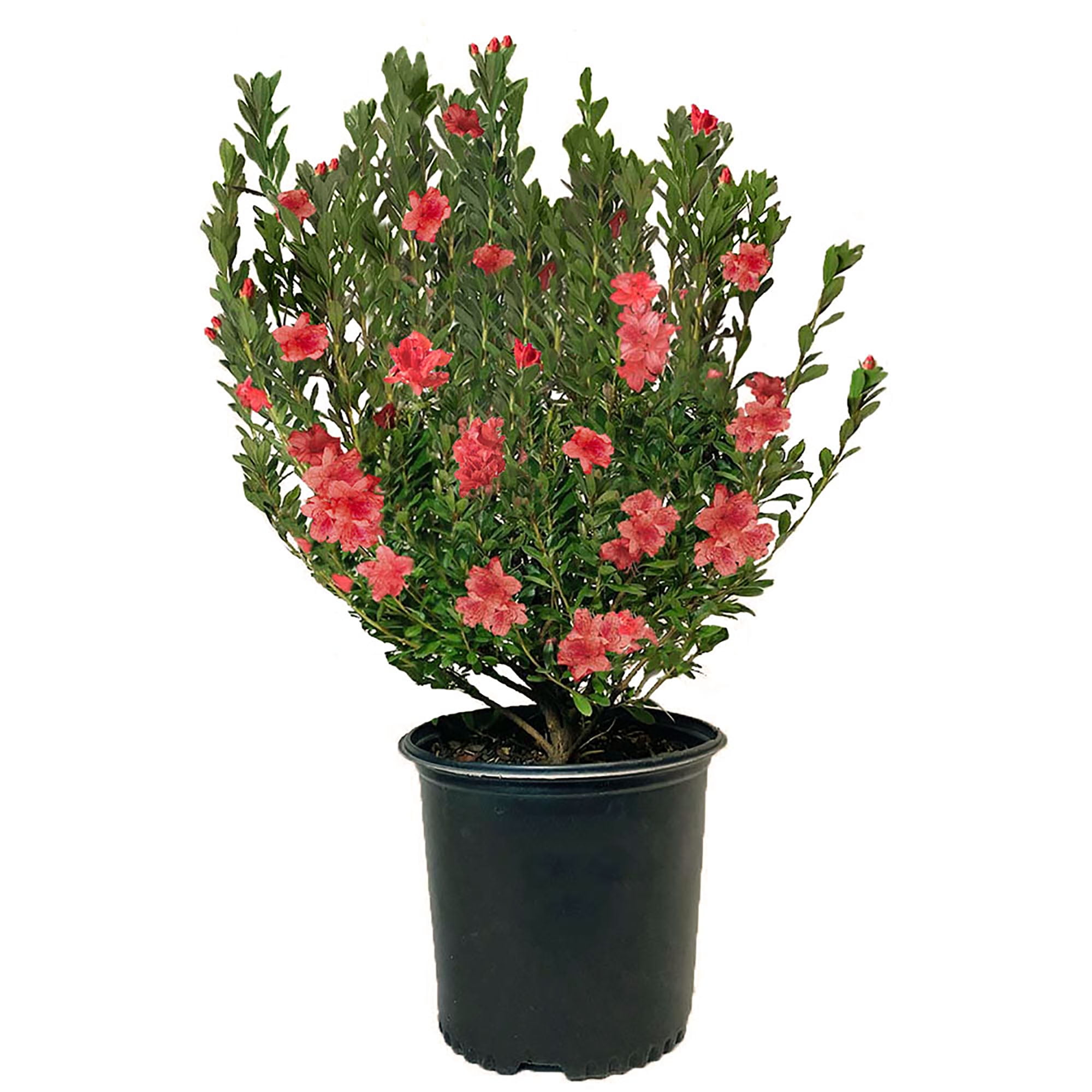 Azalea, Fashion 1 Gallon - Walmart.com