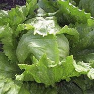 Green Ice Leaf Lettuce Seeds, 1000 Heirloom Seeds Per Packet, Non GMO ...