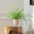 Pink Self Watering Planter for Pothos and Succulents - Plastic Water ...