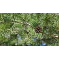 Virginia Pine 10 Live Trees - Unique Evergreen Specimen Planting, Pinus ...