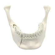 Lower Jaw Anatomy