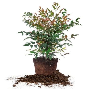 3 Gal. Dwarf Nandina 'Gulf Stream' Shrub - Evergreen - Drought Tolerant ...