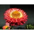 100 APRICOT & PEACH STRAWFLOWER Mix Coral Paper Daisy Helichrysum ...