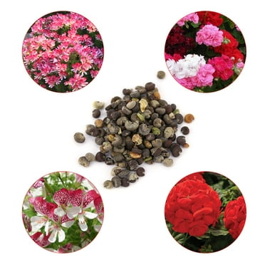 Outsidepride Annual Geranium Flower Seed Mix - 200 Seeds - Walmart.com