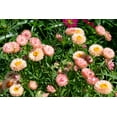 100 APRICOT & PEACH STRAWFLOWER Mix Coral Paper Daisy Helichrysum ...