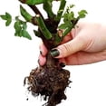 Rose For Planting - Suitable for Courtyard Gardening - Deer Resistant ...