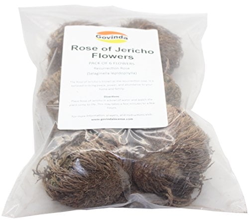 Govinda - Rose de Jericho Flower - Paquete de 6 Govinda Ver descripción ...