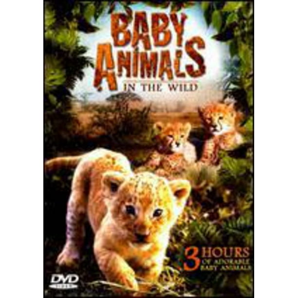 Baby Animals in the Wild (DVD) - Walmart.com - Walmart.com