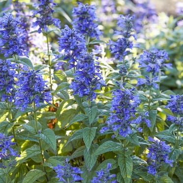 Purrsian Blue Catmint Perennial Plant, Fragrant, Attracts Hummingbirds ...