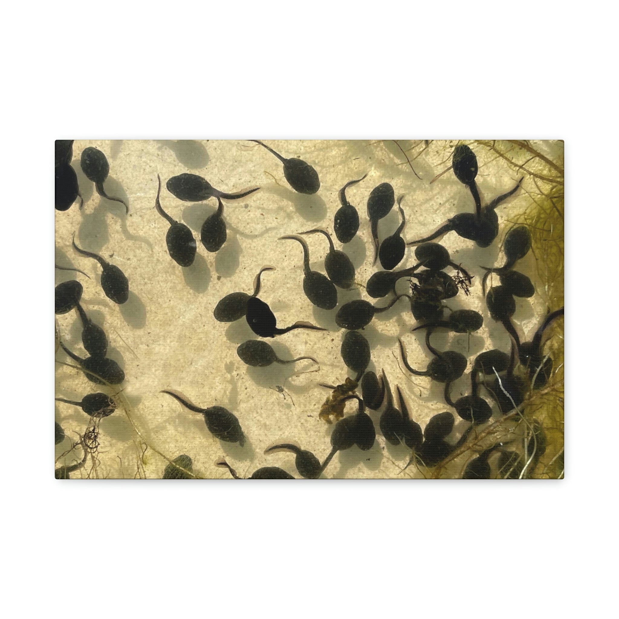 Tadpole Group Tadpole Troop Print Animal Wall Art Wildlife Canvas ...