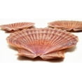 Set of 50: Mexican Flat Scallop Shells Seashells Large 3" Crafts ...