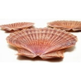 Set of 50: Mexican Flat Scallop Shells Seashells Large 3" Crafts ...