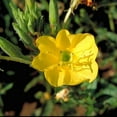 Primrose Seeds - Oenothera Evening Primrose Flower Seed - 5 LBS ...