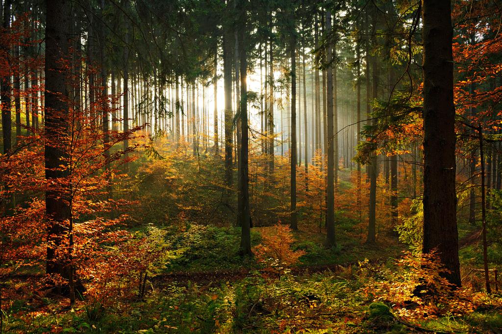 Daybreak Sun Filtering In Autumn Spruce Tree Forest Photo National ...
