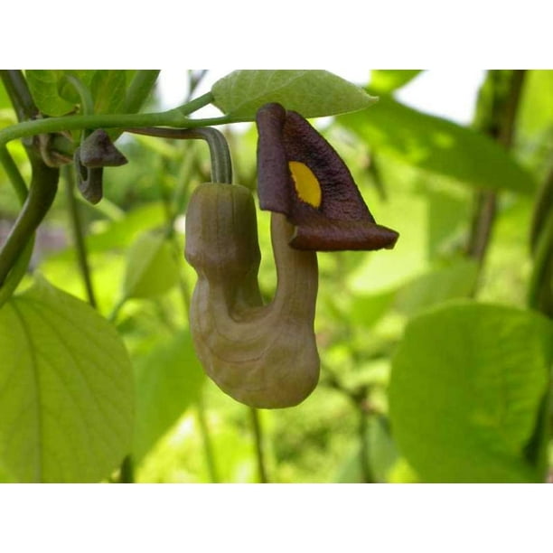 20 Pipevine Seeds for Planting - Aristolochia durior - Exotic Climber ...
