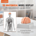 Human Brain Model Anatomy 1:1 Life Size - 9 Part Detachable Brain Model ...